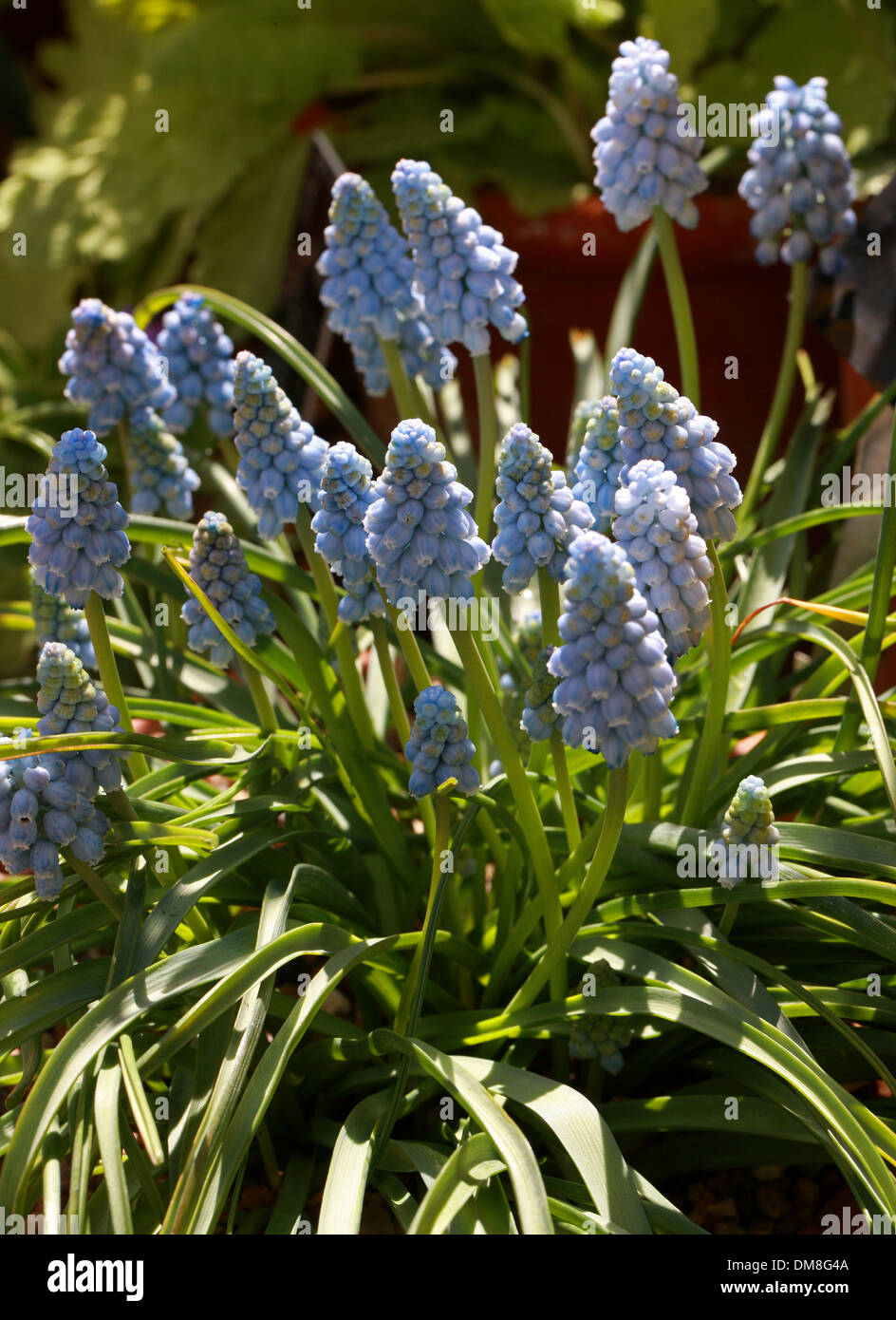 Grape Hyacinth, Muscari armeniacum "Valerie Finnis", Hyacinthaceae ...