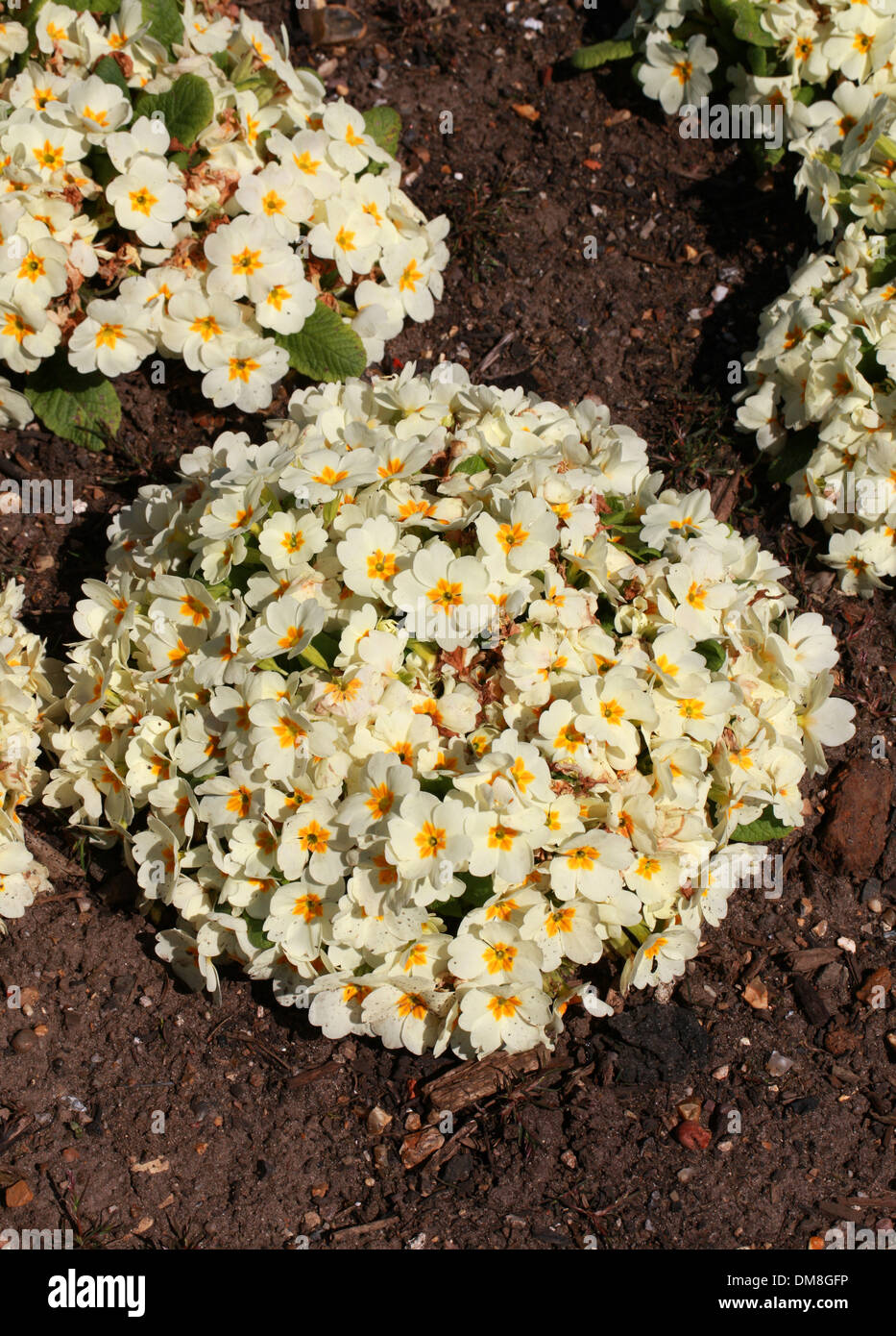 Primulaceae hi-res stock photography and images - Alamy