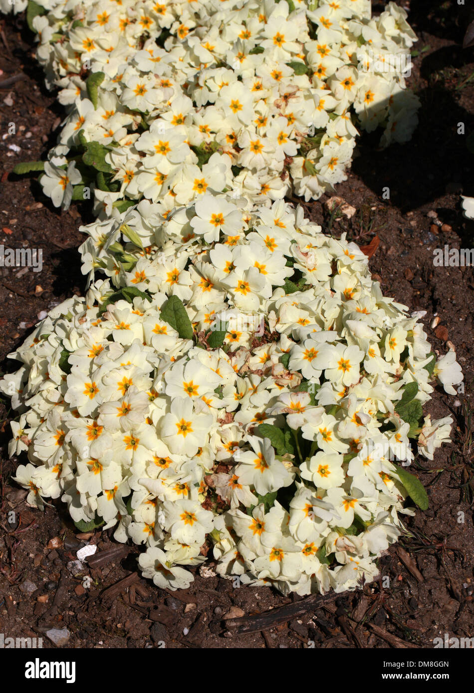 Pale cream leaves hi-res stock photography and images - Alamy