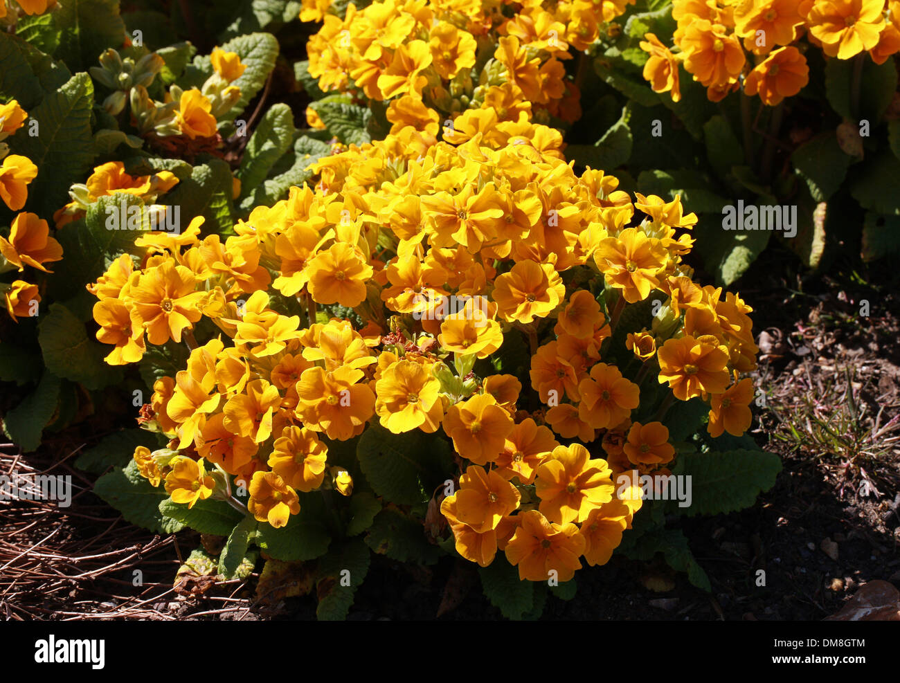 Crescendo hi-res stock photography and images - Alamy