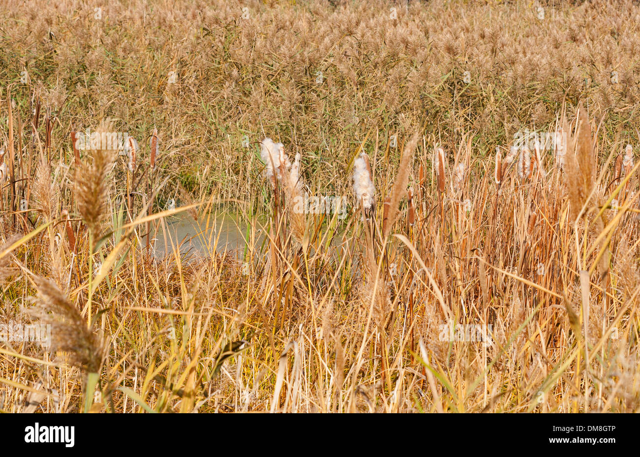 old dry cane on swamp background Stock Photo - Alamy