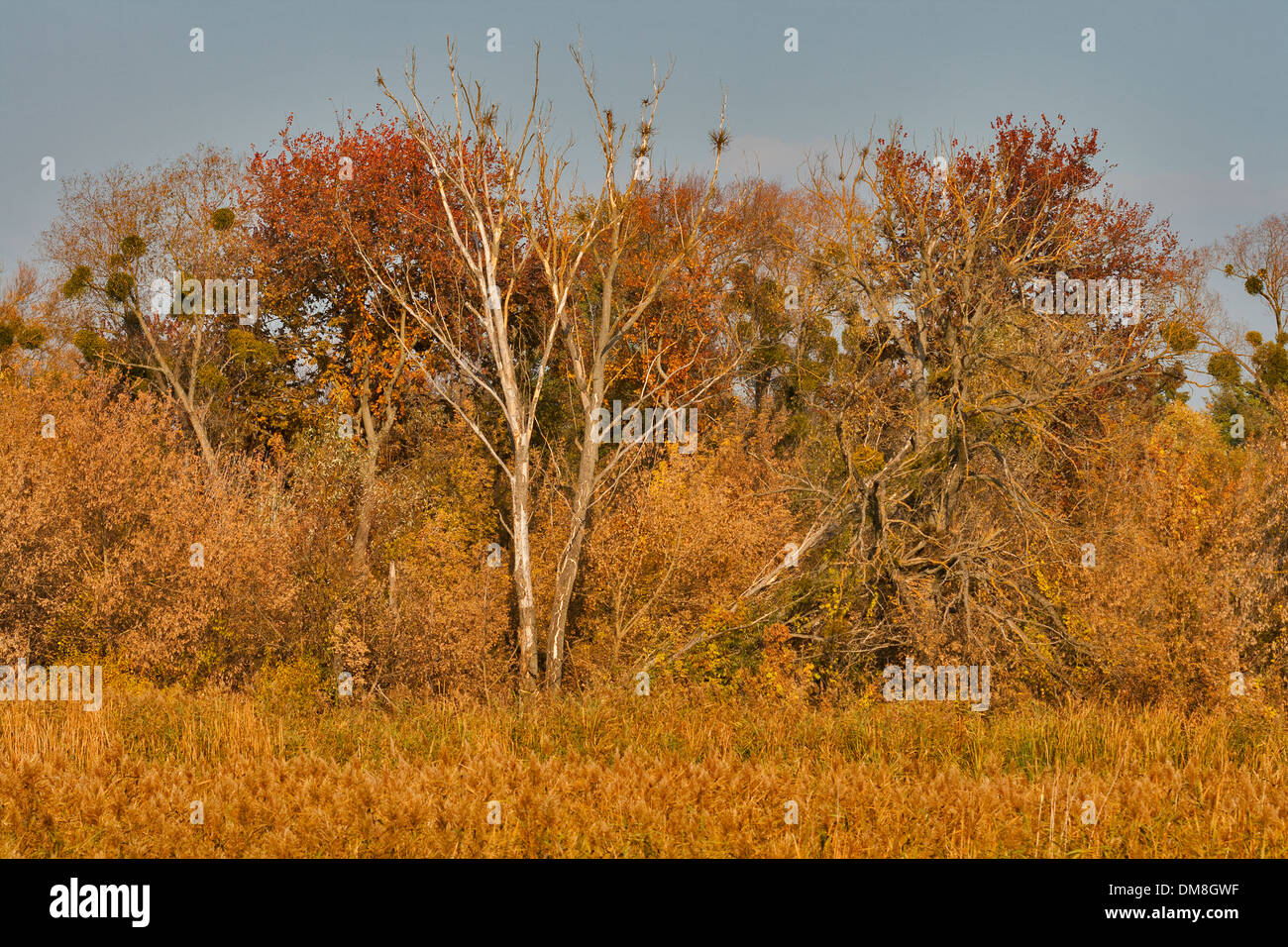 wild autumn forest in front of bog background Stock Photo - Alamy