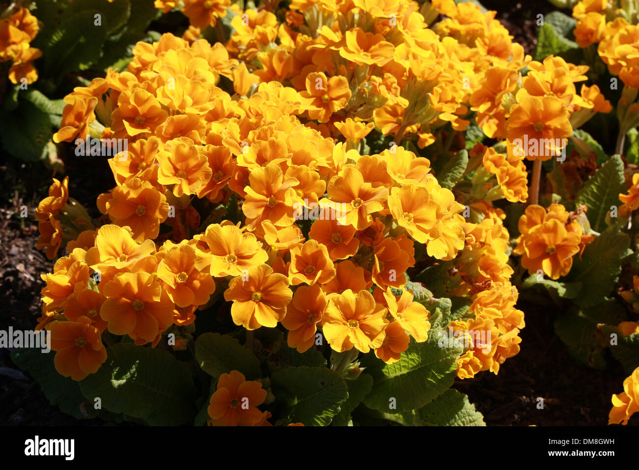 Orange primula flowers hi-res stock photography and images - Alamy