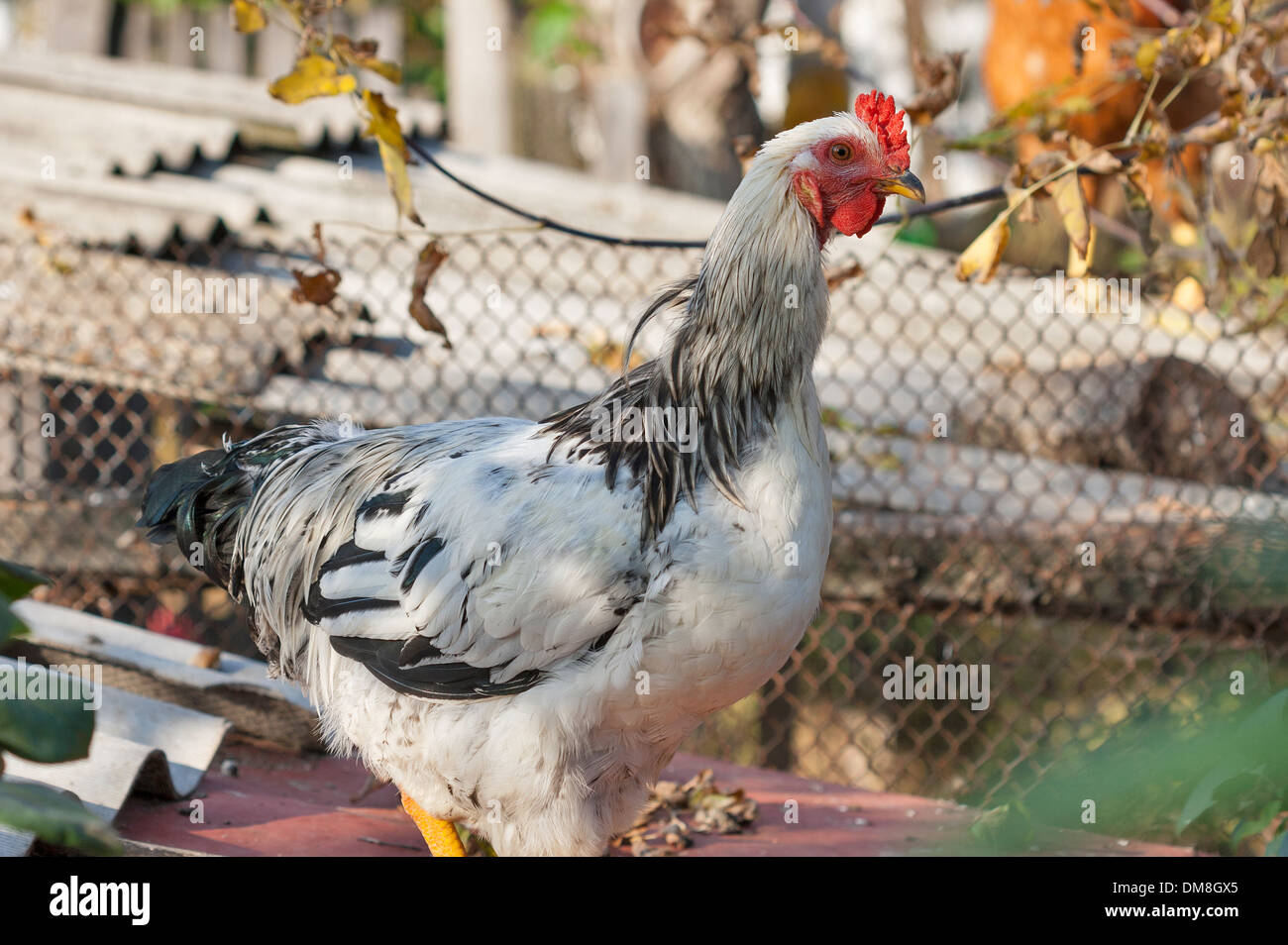 Speckled hen hi-res stock photography and images - Alamy