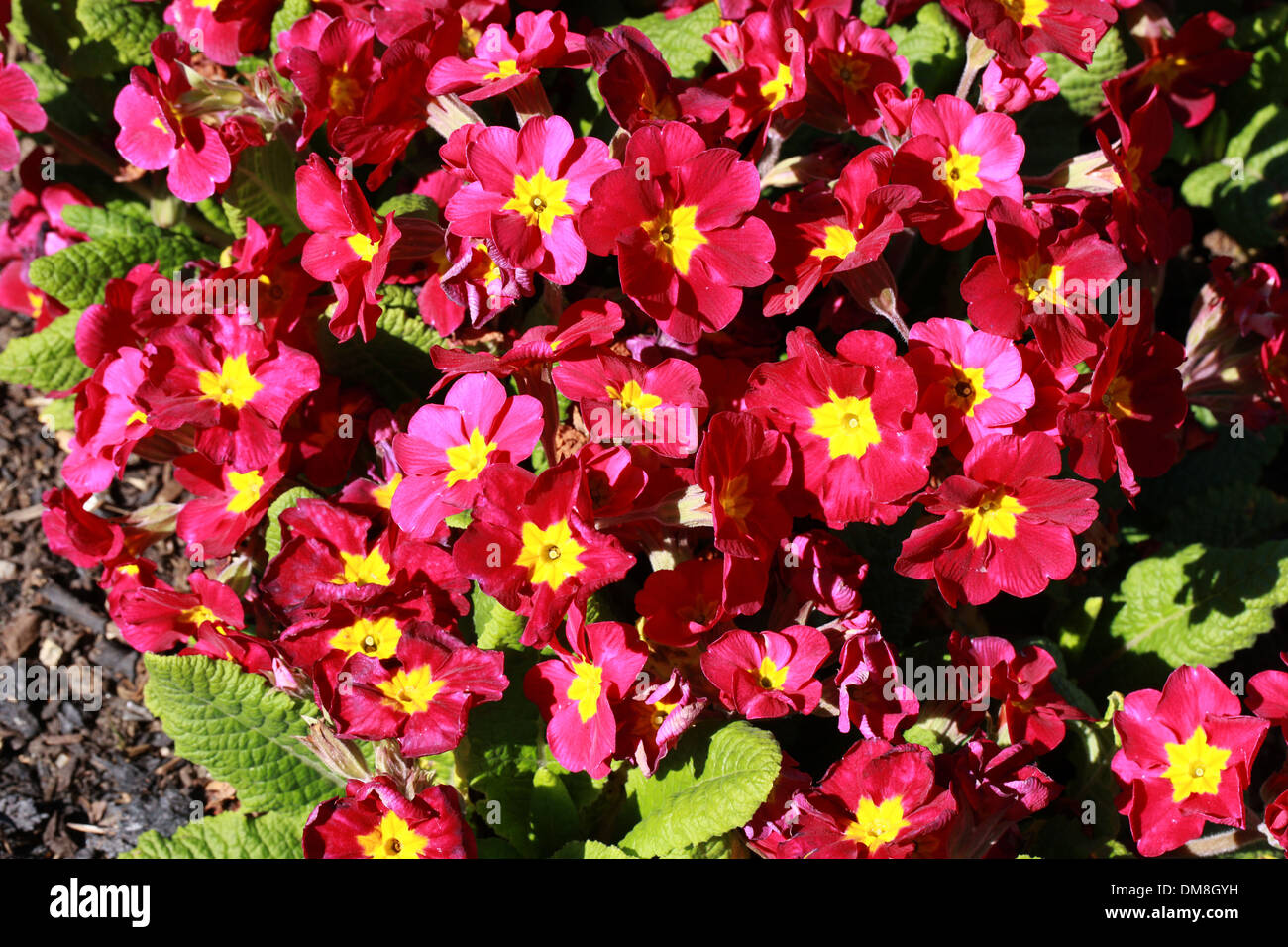 Primula crescendo red hi-res stock photography and images - Alamy