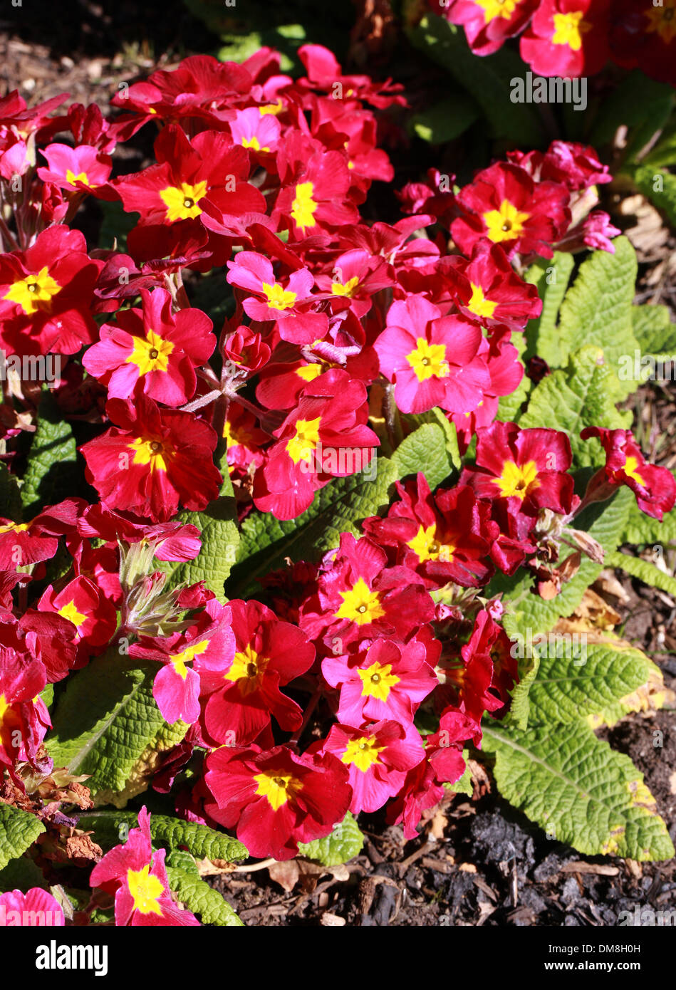 Crescendo hi-res stock photography and images - Alamy