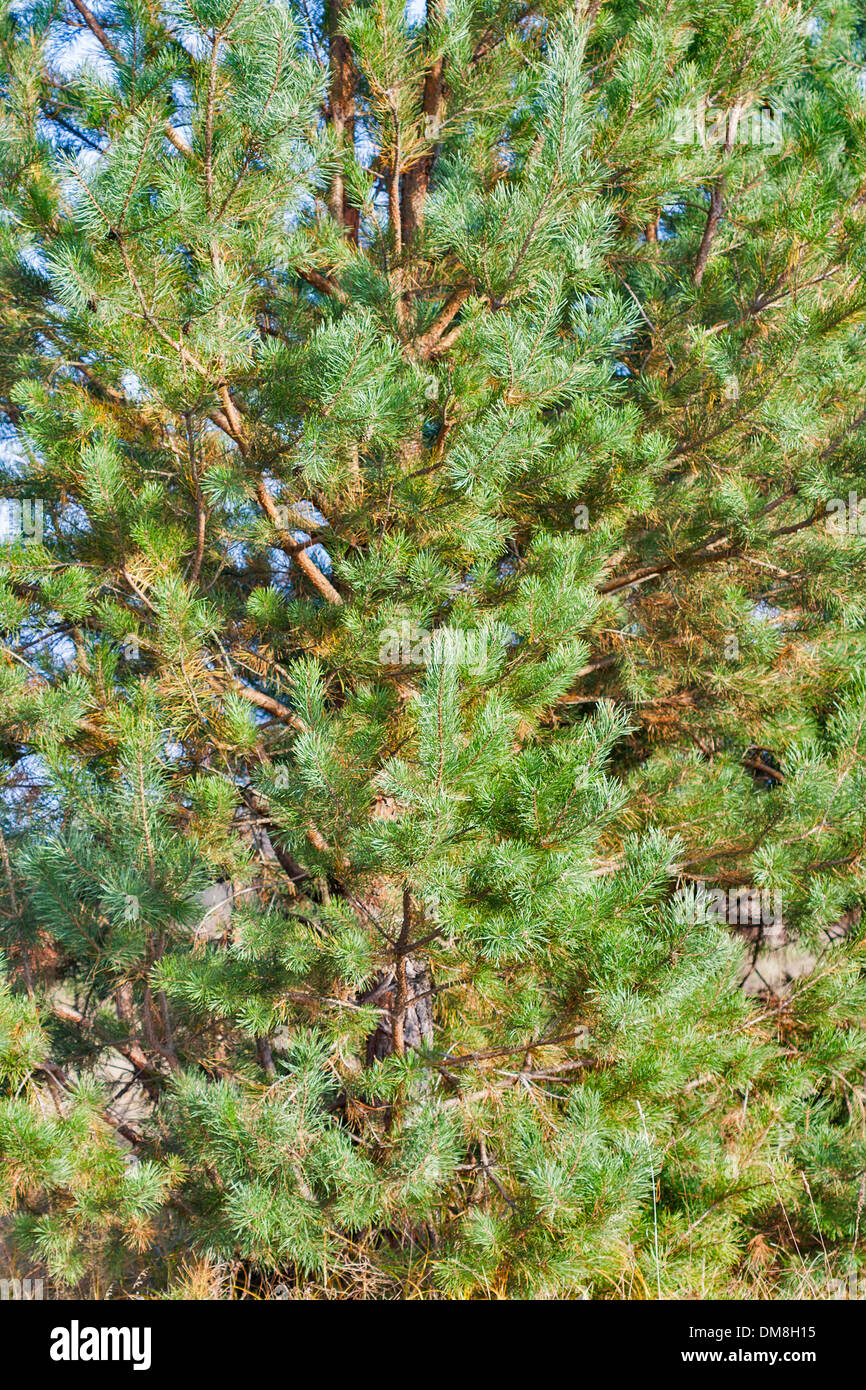 Green pine color hi-res stock photography and images - Alamy