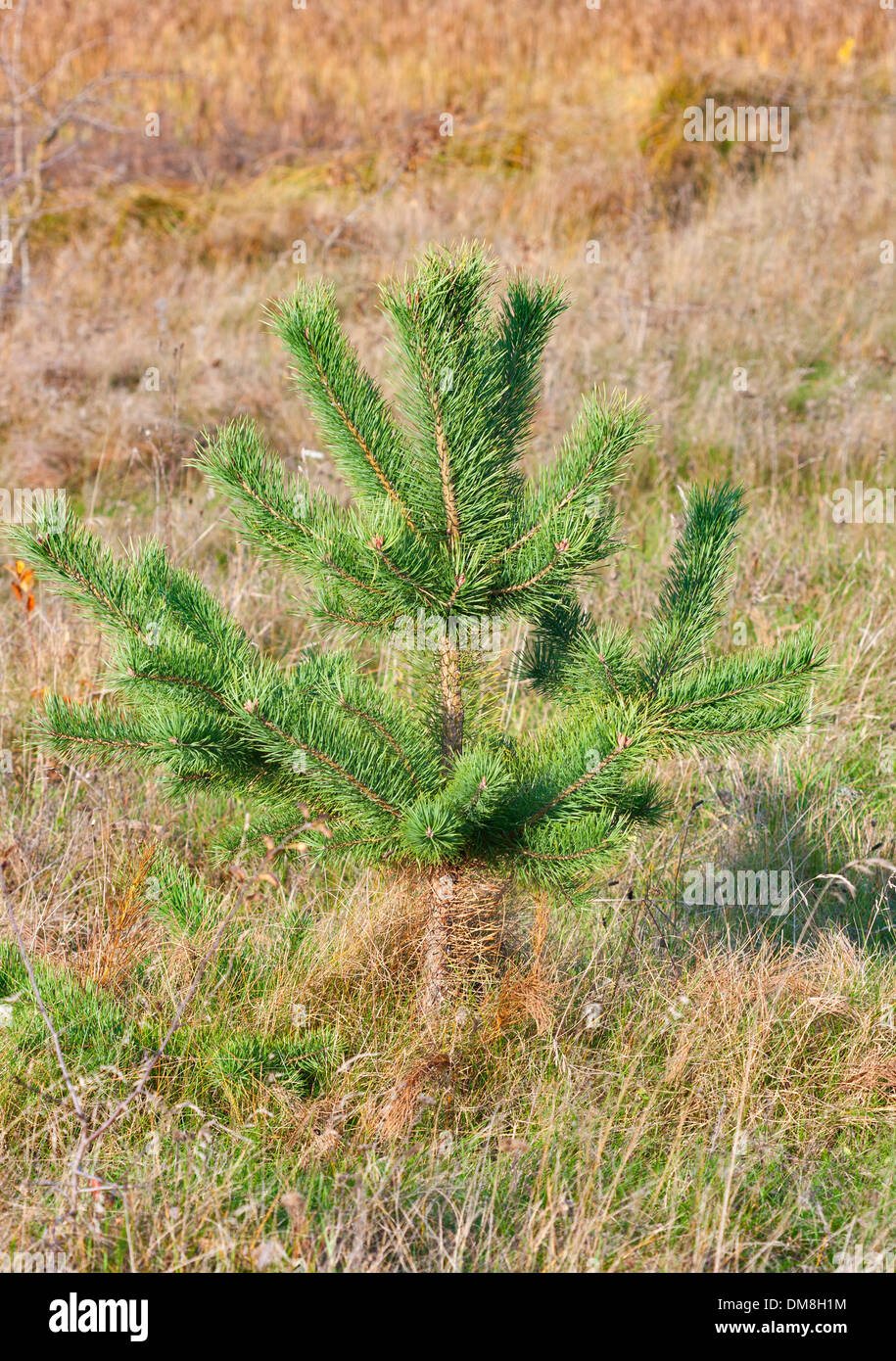 Small green young pine hi-res stock photography and images - Alamy
