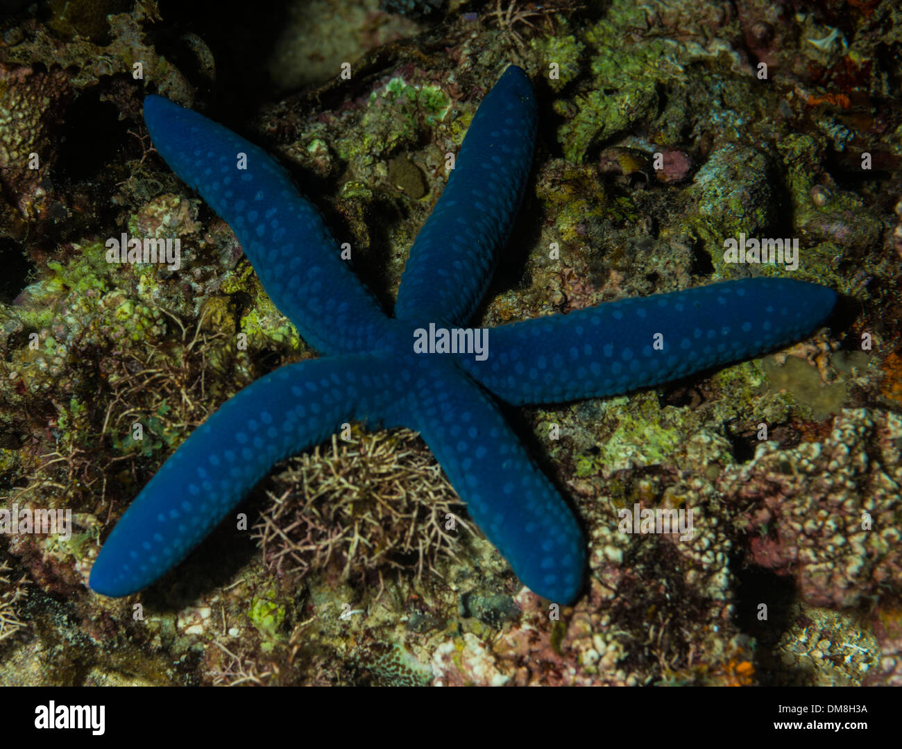 Blue seastar linckia laevigata hi-res stock photography and images - Alamy