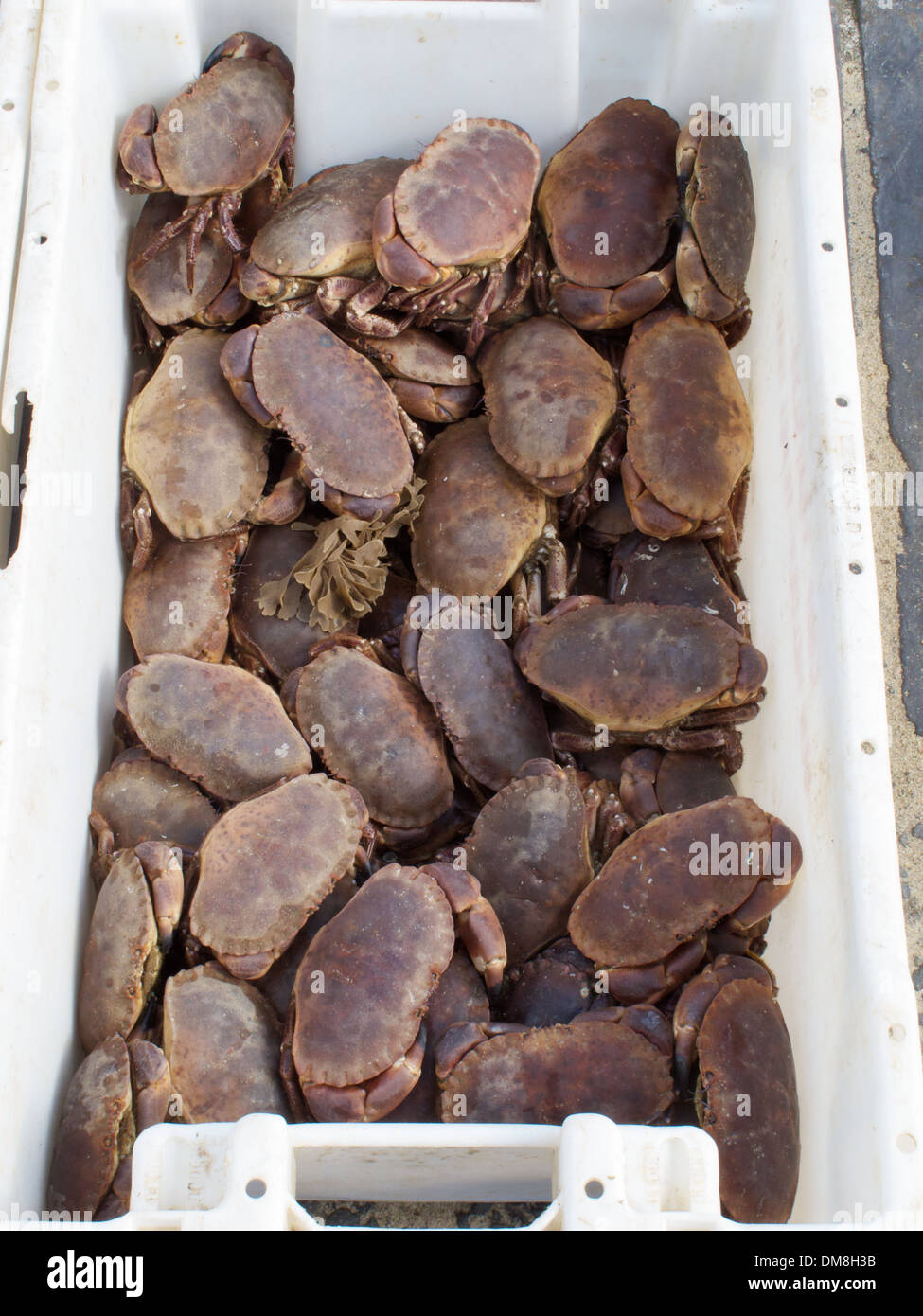 Cancer pagurus crab hi-res stock photography and images - Alamy