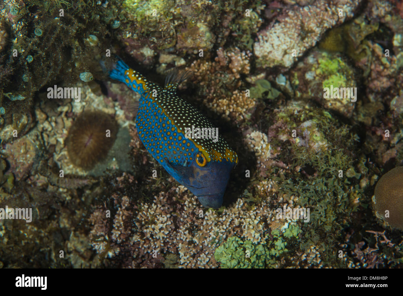 Blue spotted boxfish hi-res stock photography and images - Alamy