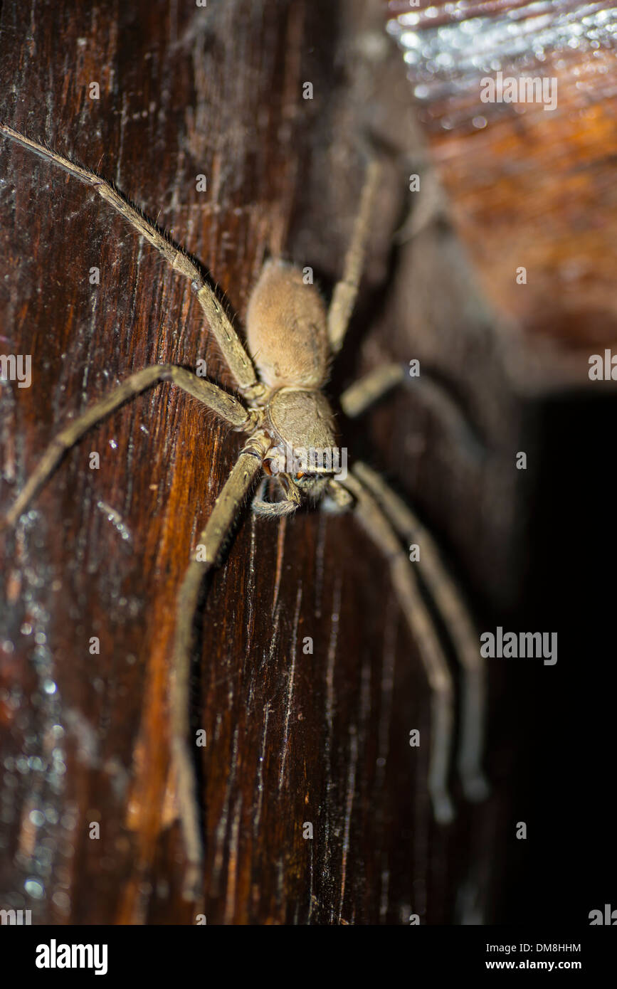Brown huntsman spider hi-res stock photography and images - Alamy