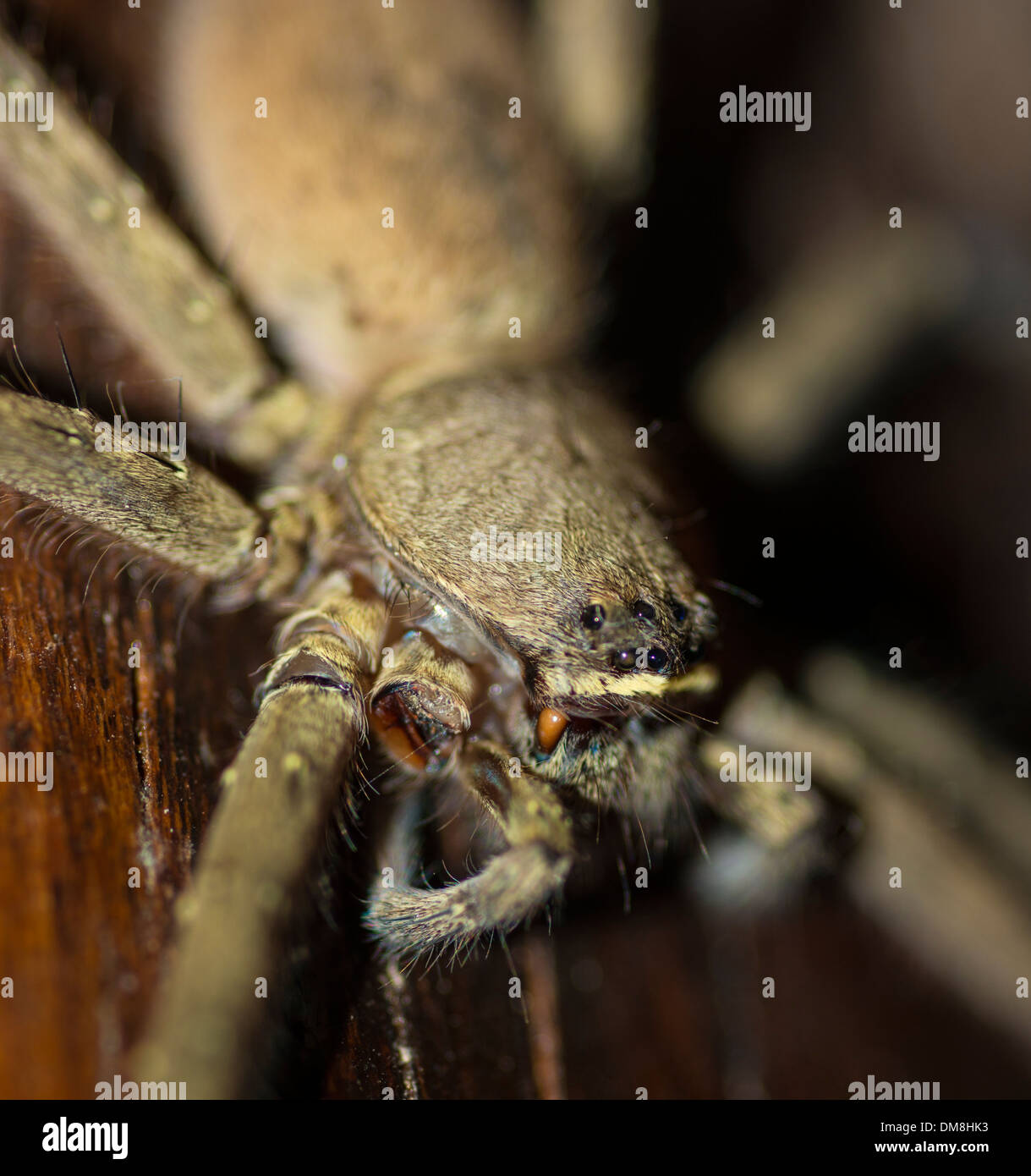 Huntsman spider hi-res stock photography and images - Alamy