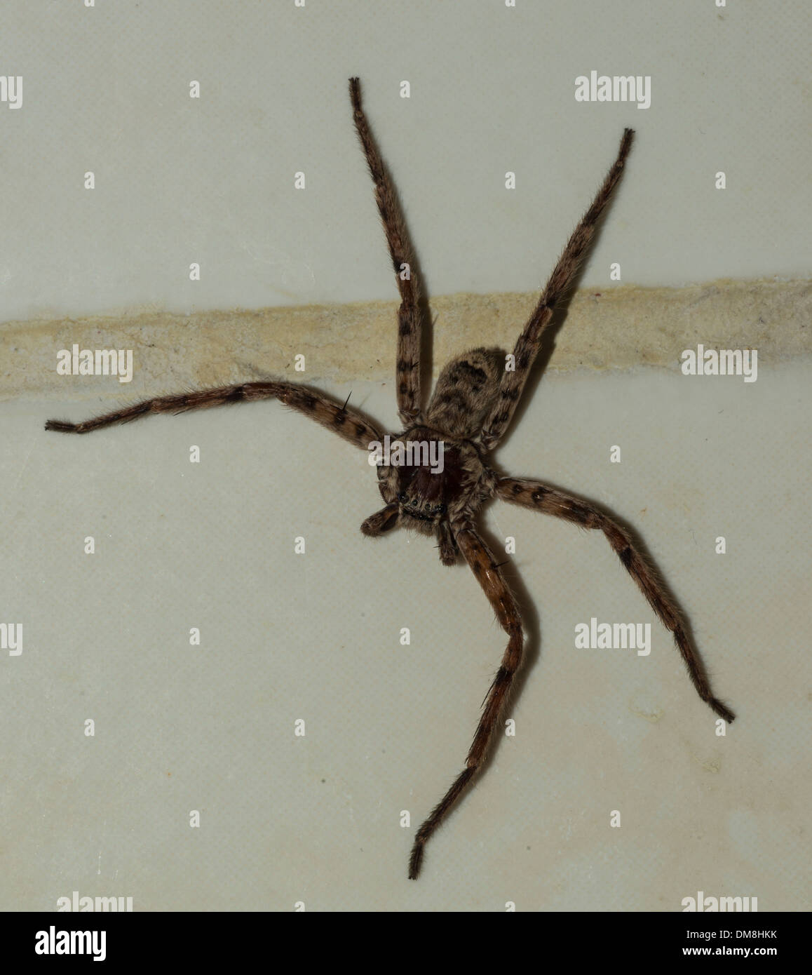 Brown Huntsman spider on a white wall Stock Photo: 64113719 - Alamy