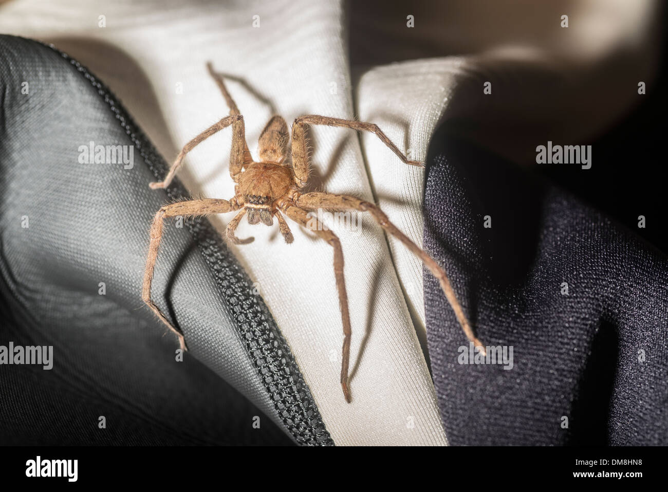 Brown huntsman spider crawling over a wetsuit Stock Photo - Alamy