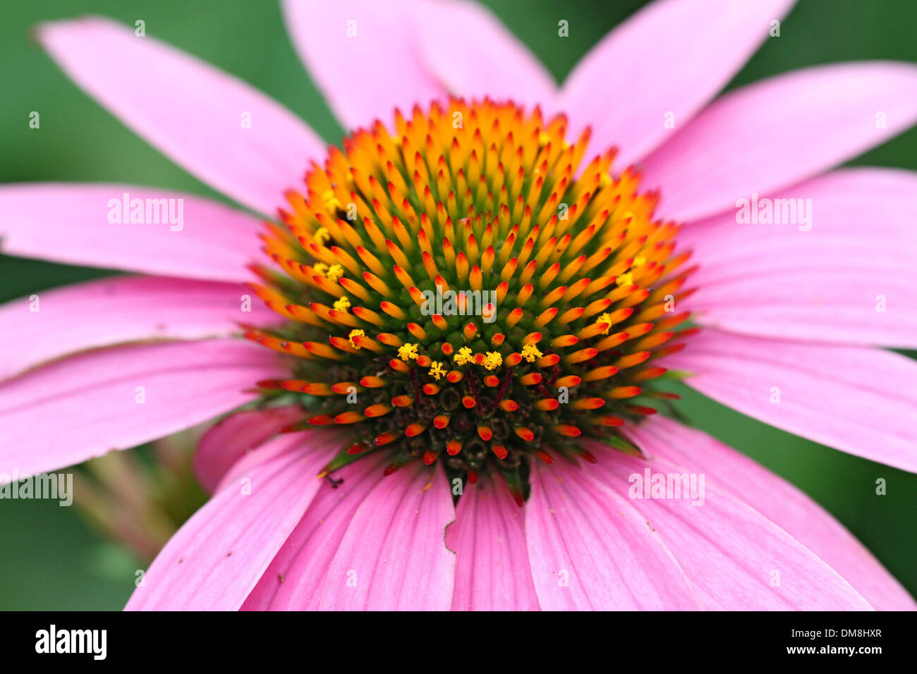Purple coneflower macro Stock Photo - Alamy