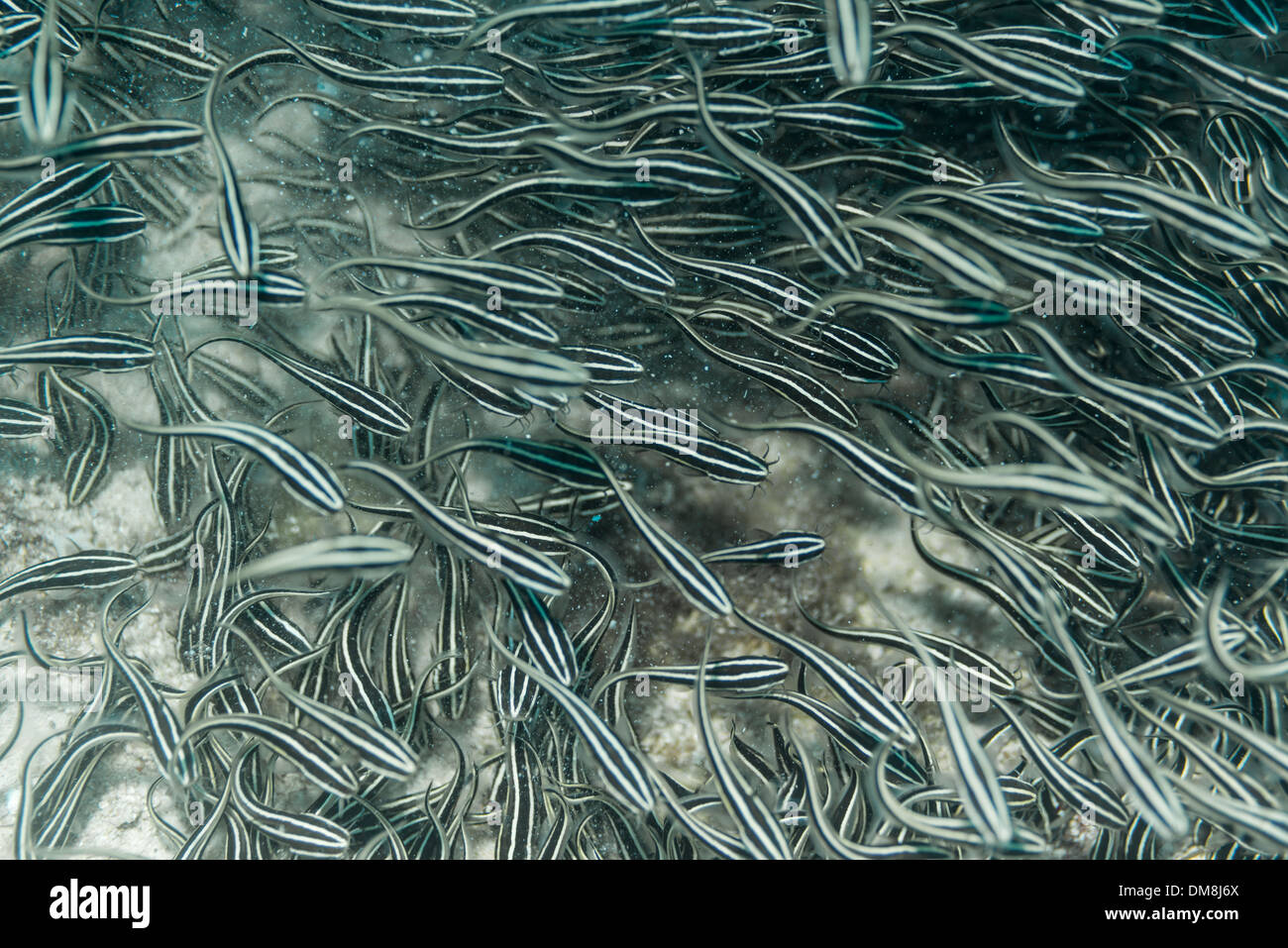 Shoal of striped eel catfish scouring the ocean floor for food Stock ...