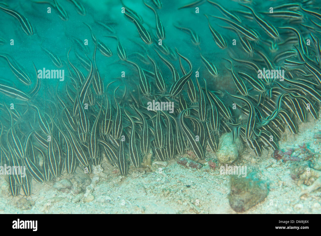Shoal of striped eel catfish scouring the ocean floor for food Stock ...