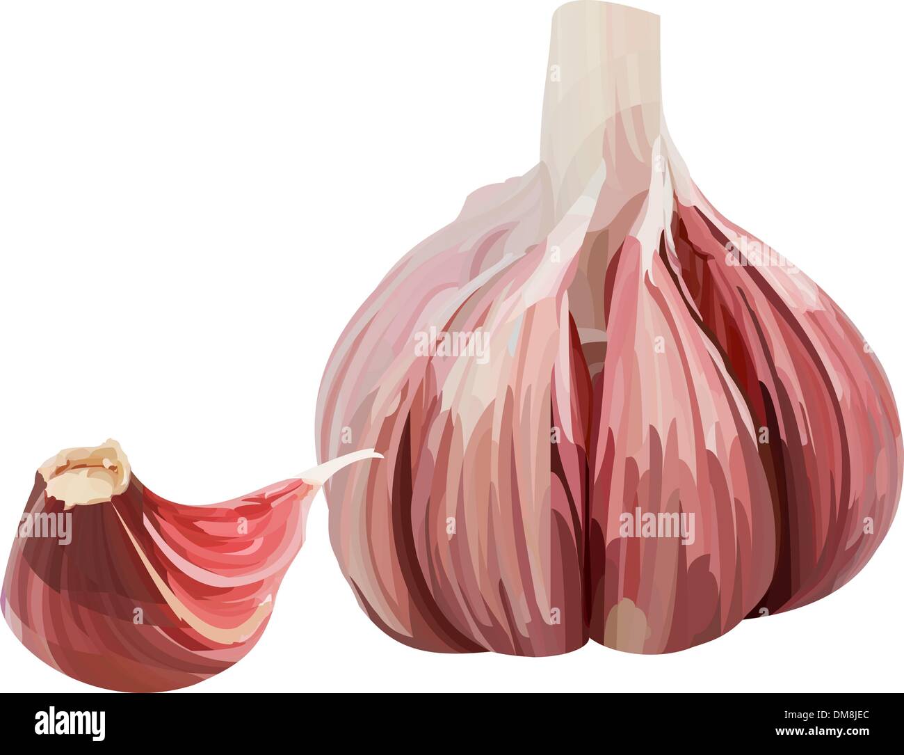 Garlic peel white Stock Vector Images - Alamy