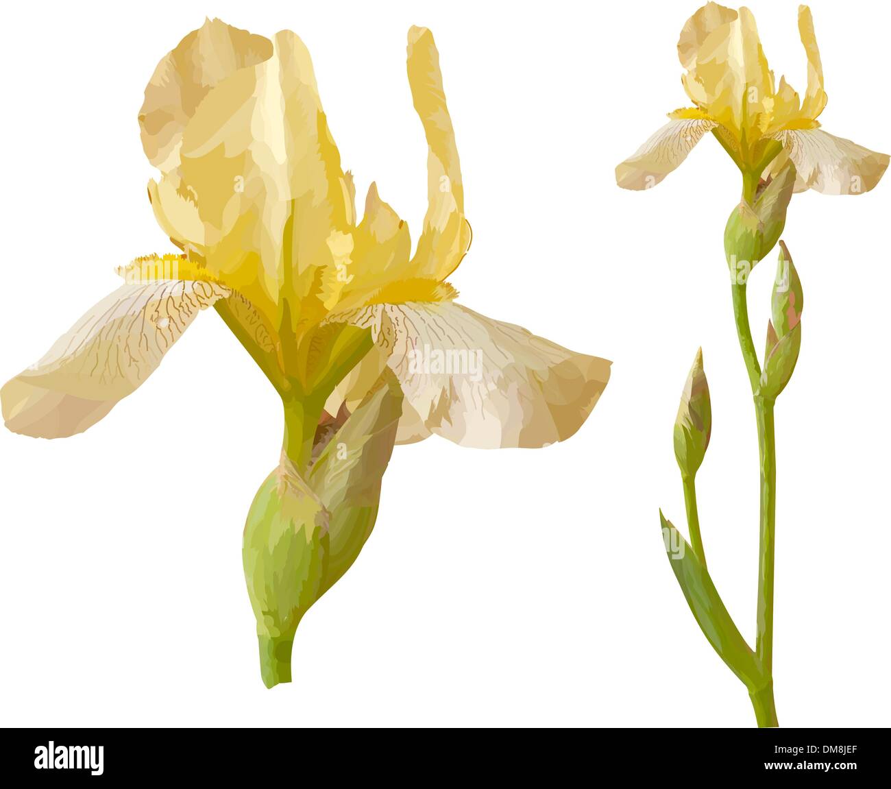Vector yellow iris Stock Vector Image & Art - Alamy