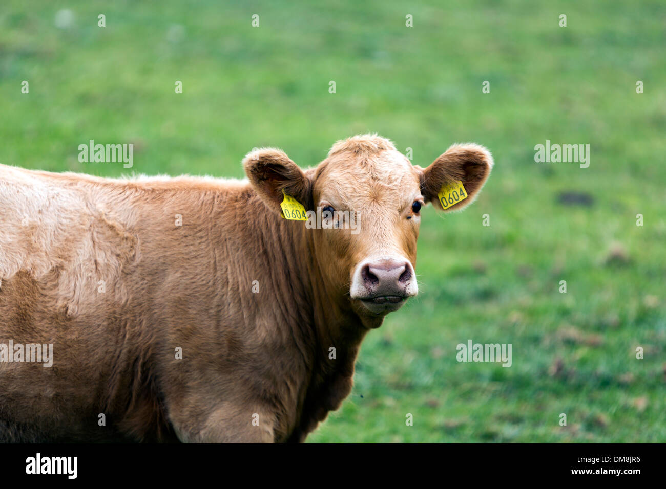 Irish cow hi-res stock photography and images - Alamy