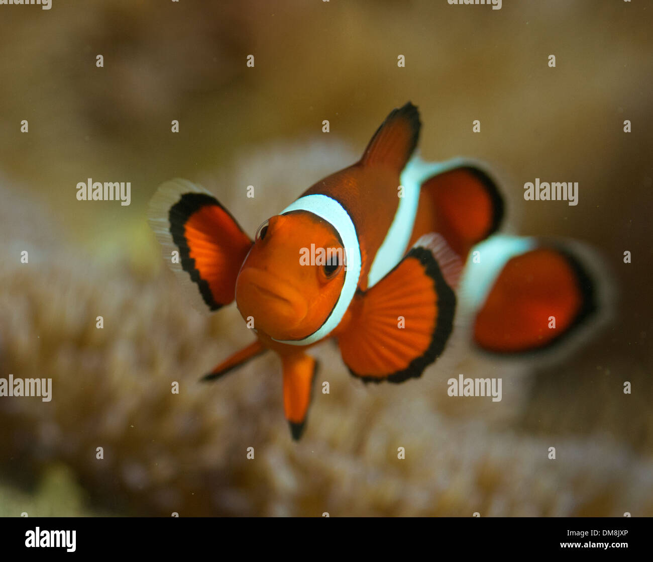 Clownfish in a sea anemone Stock Photo - Alamy