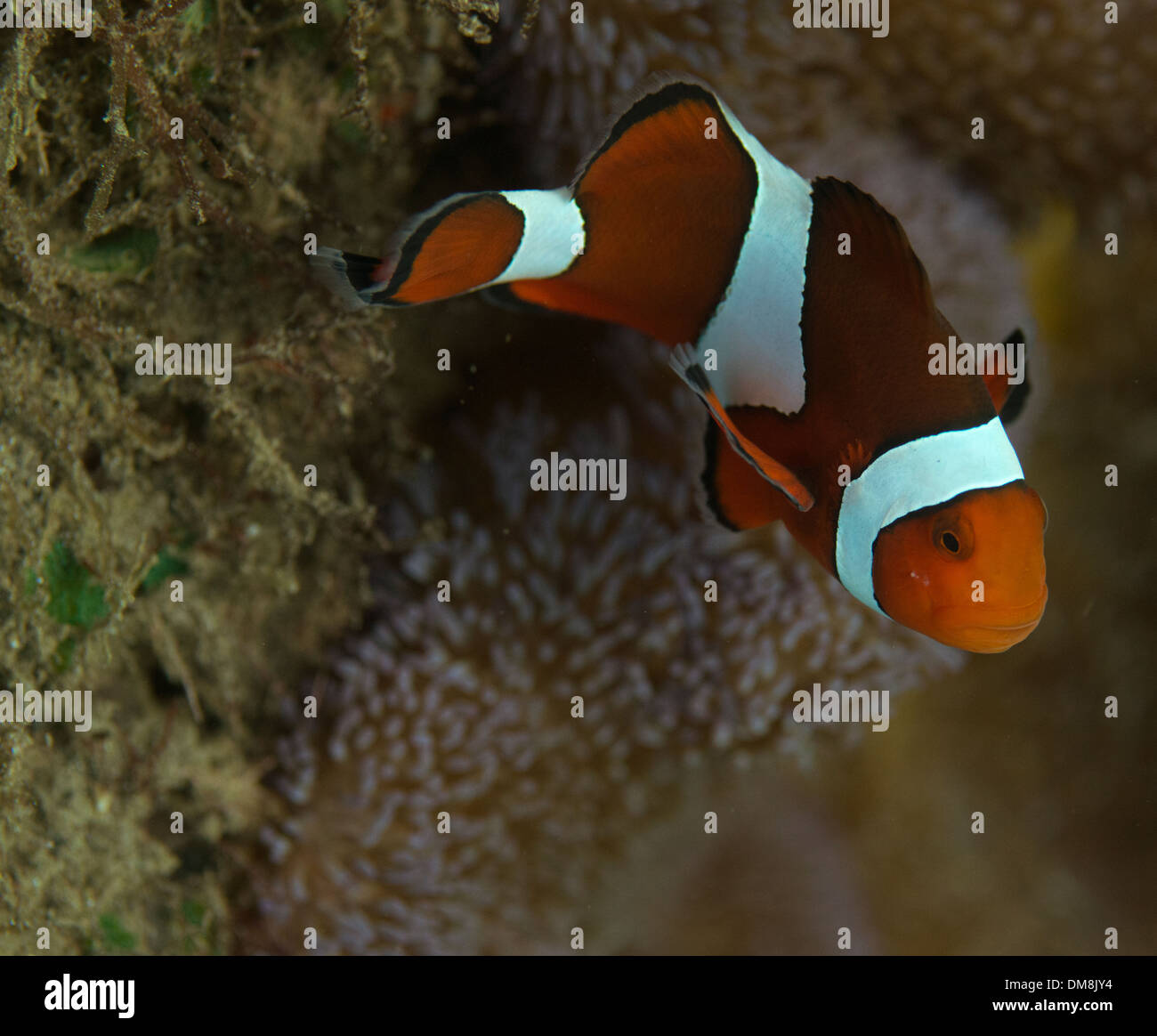Clownfish in a sea anemone Stock Photo - Alamy