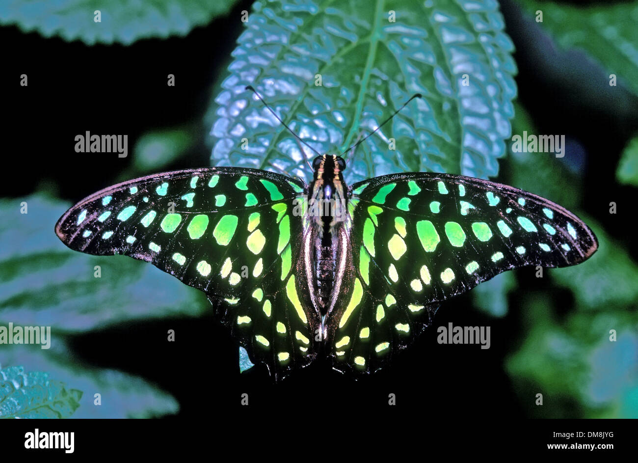 Tailed Jay Butterfly (Graphium agamemnon Stock Photo - Alamy