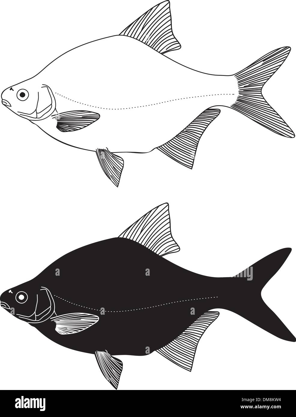 Black bream Stock Vector Images - Alamy