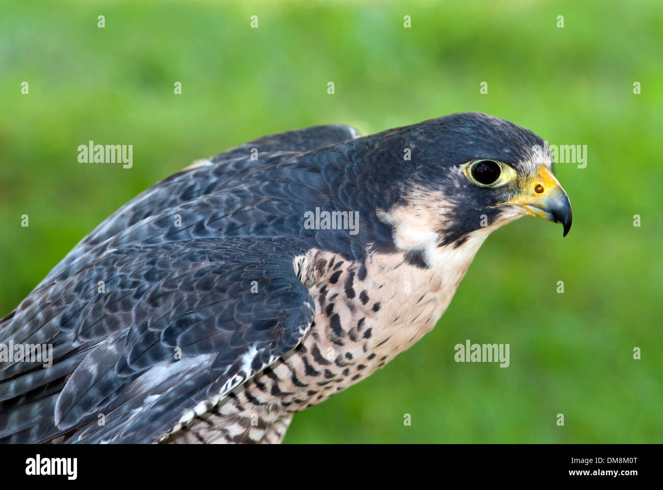 Altai falcon hi-res stock photography and images - Alamy