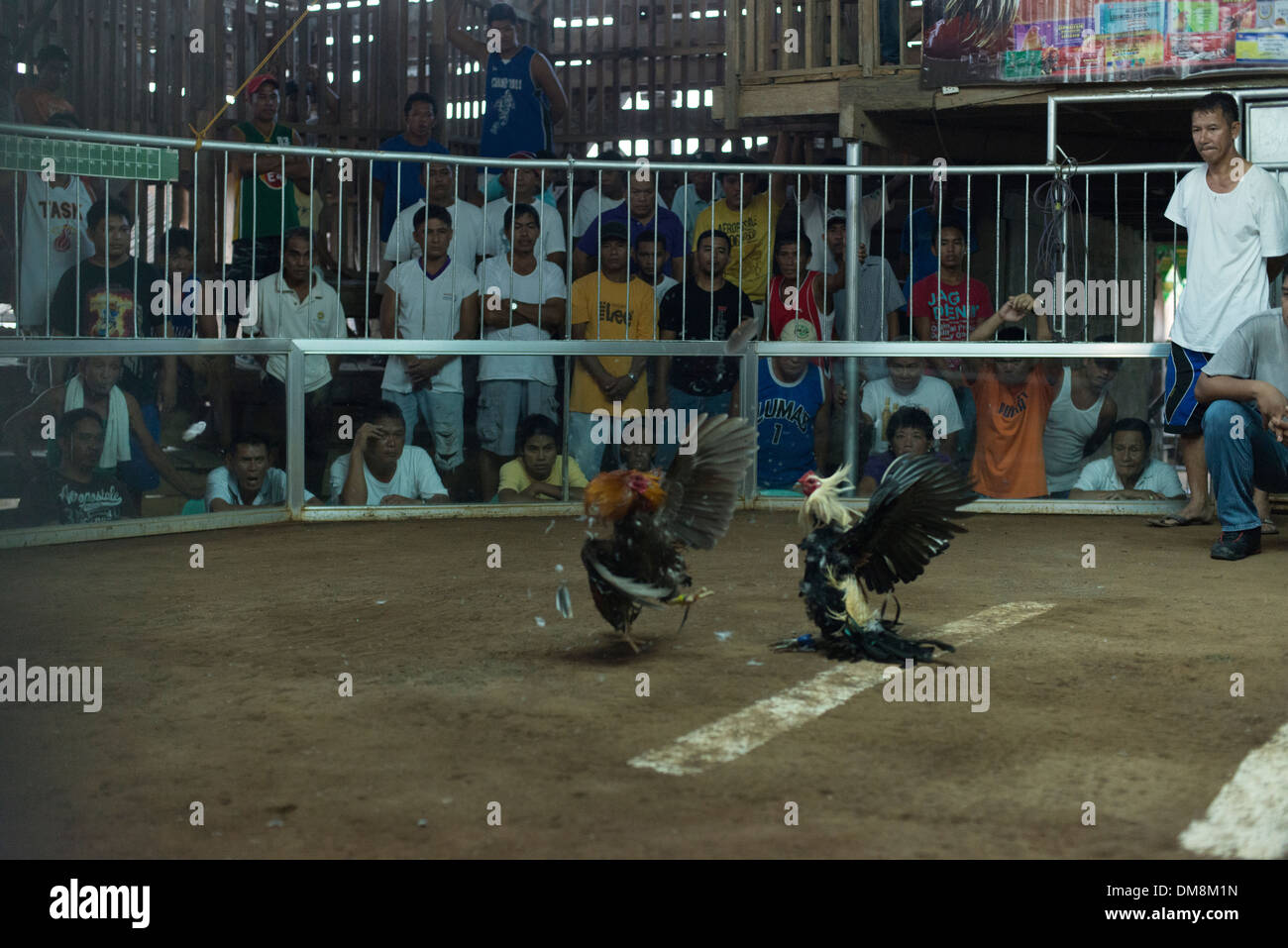 Cockfight in Mambajao, Camiguin, Philippines Stock Photo - Alamy