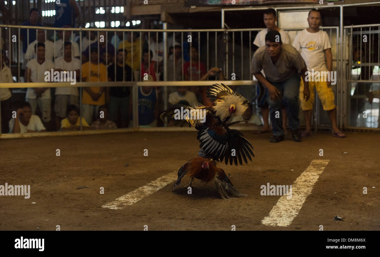 Cockfight in Mambajao, Camiguin, Philippines Stock Photo - Alamy