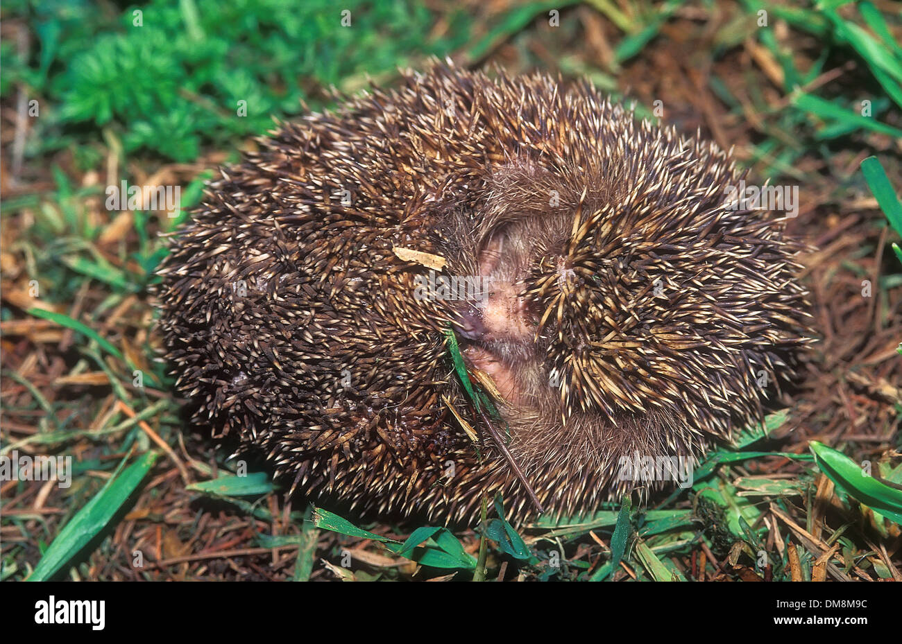 Mammal defense hi-res stock photography and images - Alamy