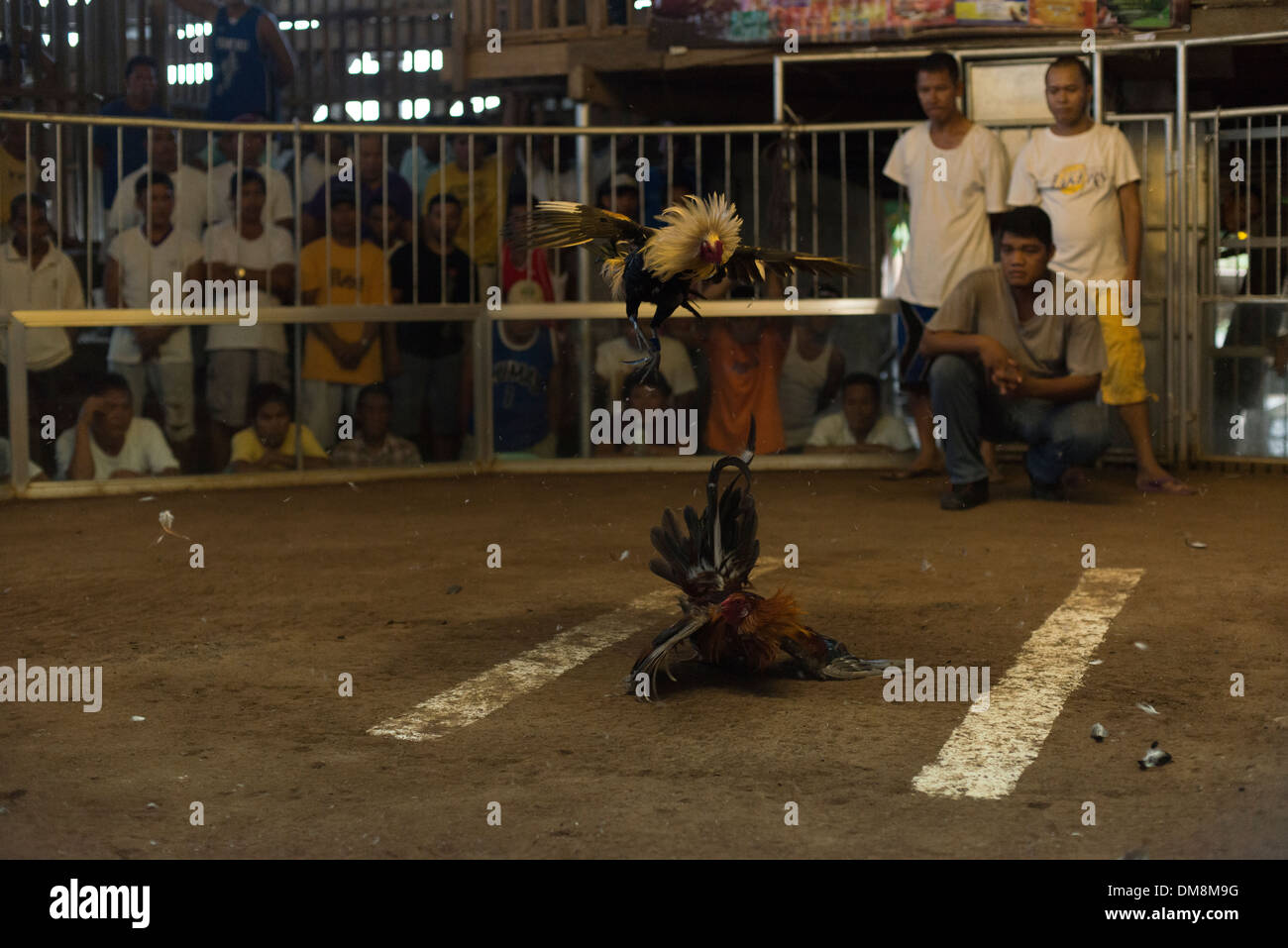 Cockfight in Mambajao, Camiguin, Philippines Stock Photo - Alamy