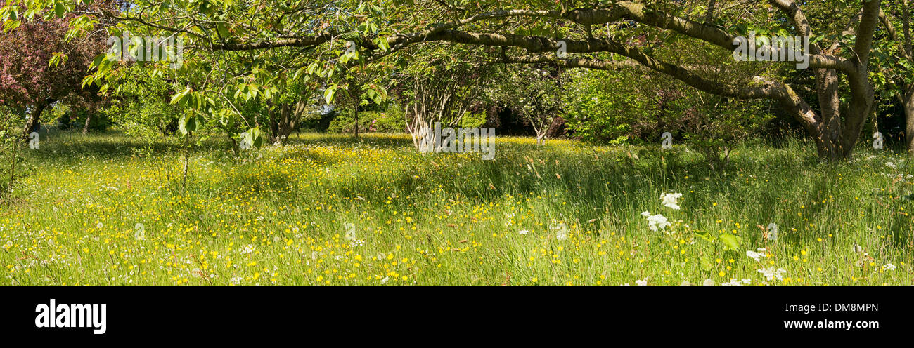 Meadow wild flowers eden hi-res stock photography and images - Alamy