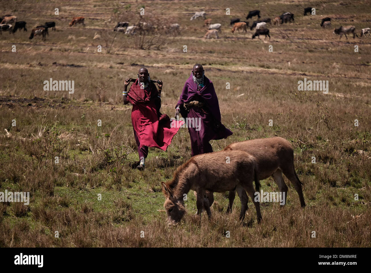 Masai Herder Tanzania High Resolution Stock Photography and Images - Alamy