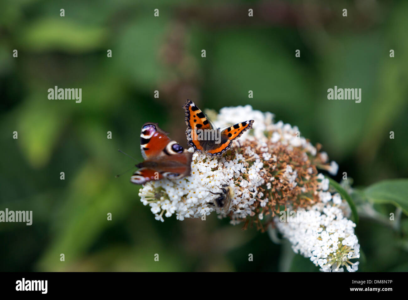 Peacock butterflies hi-res stock photography and images - Alamy