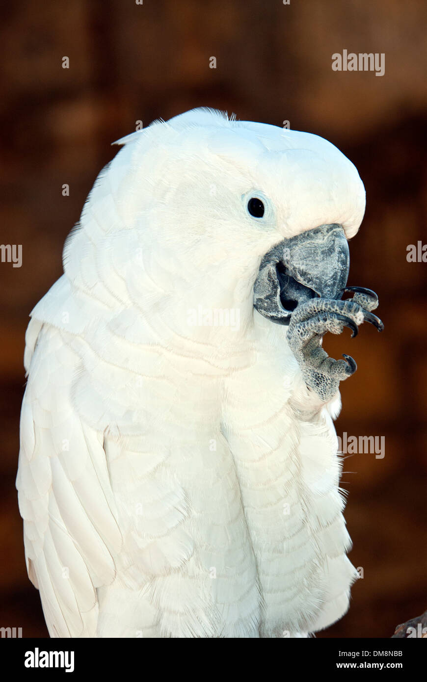 Goffin's Cockatoo , Cacatua goffiniana, Tanimbar cockatoo Stock Photo ...