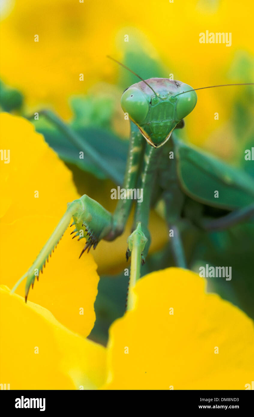Praying mantis camouflage hi-res stock photography and images - Alamy