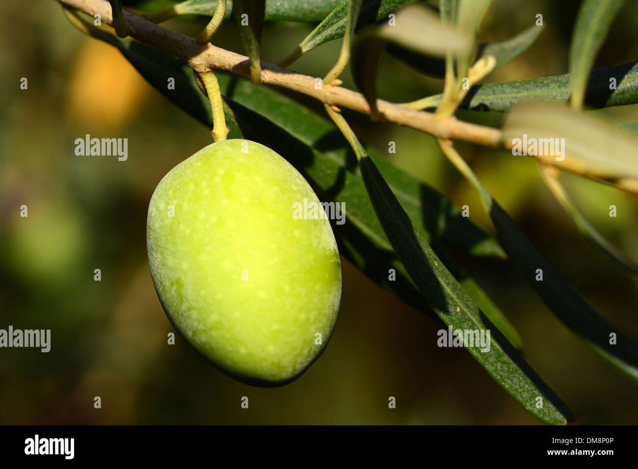 Olive on olive tree Stock Photo - Alamy
