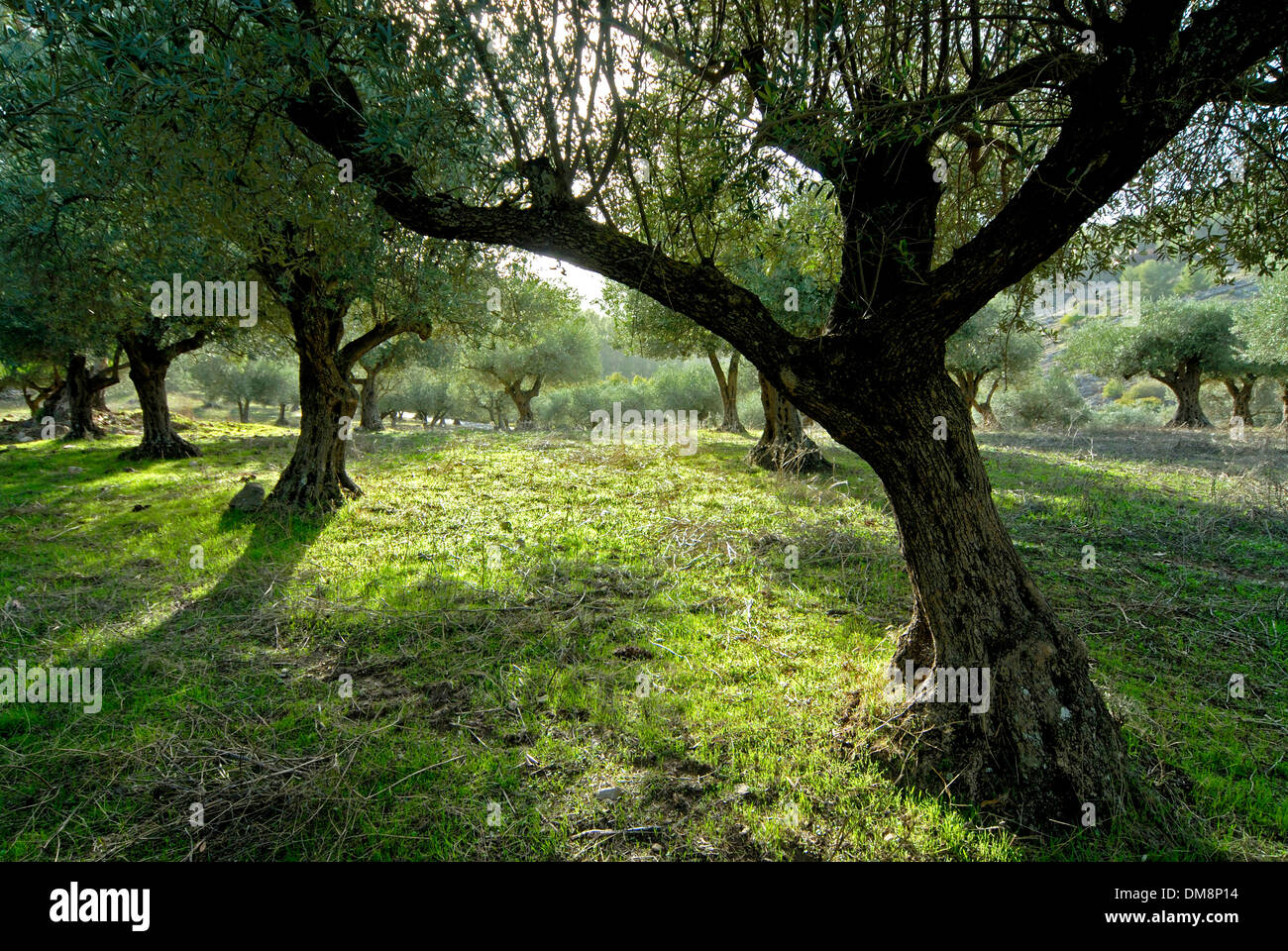 Olive tree grove in the Galilee, Israel Stock Photo - Alamy