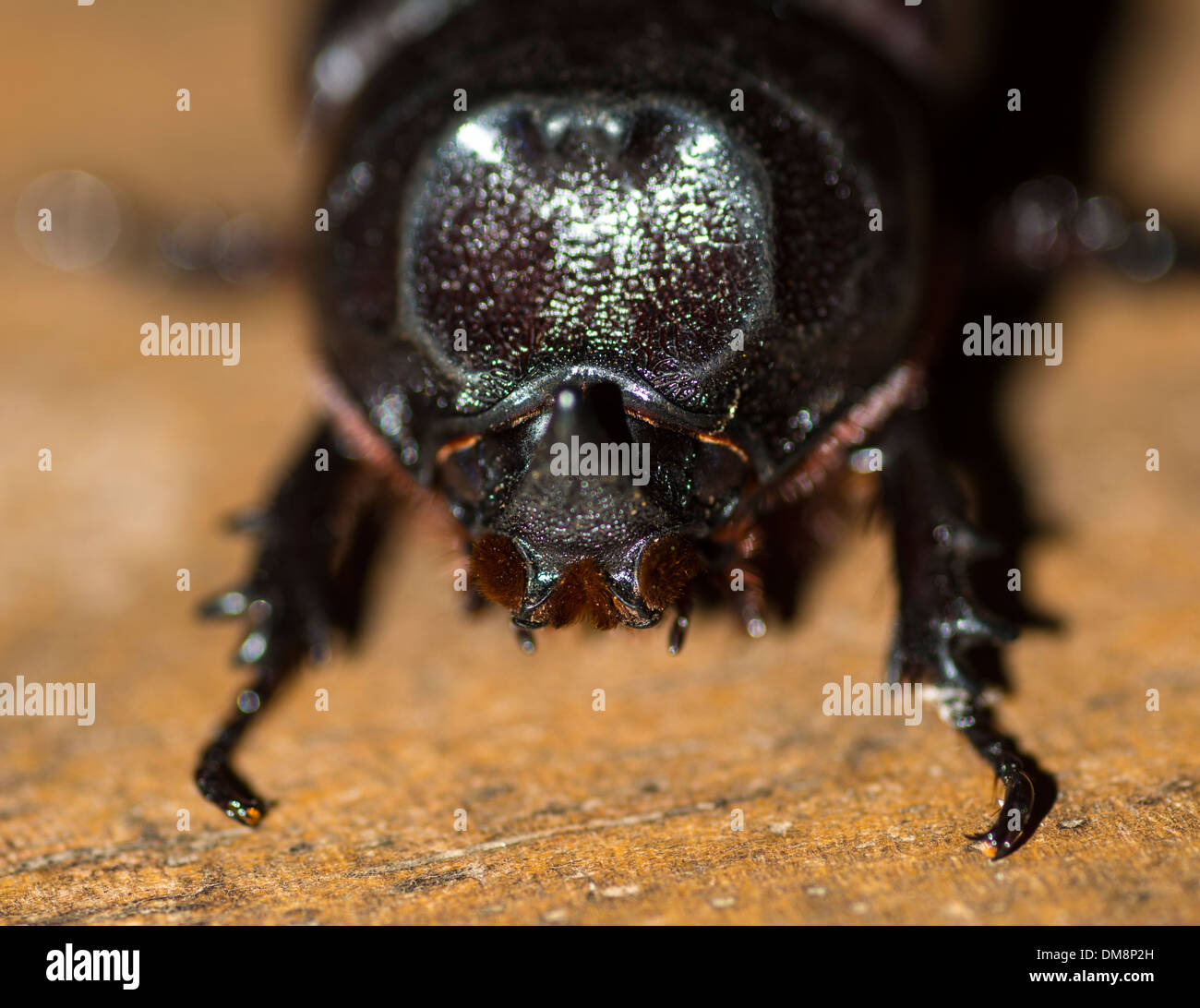 Coconut insect hi-res stock photography and images - Alamy