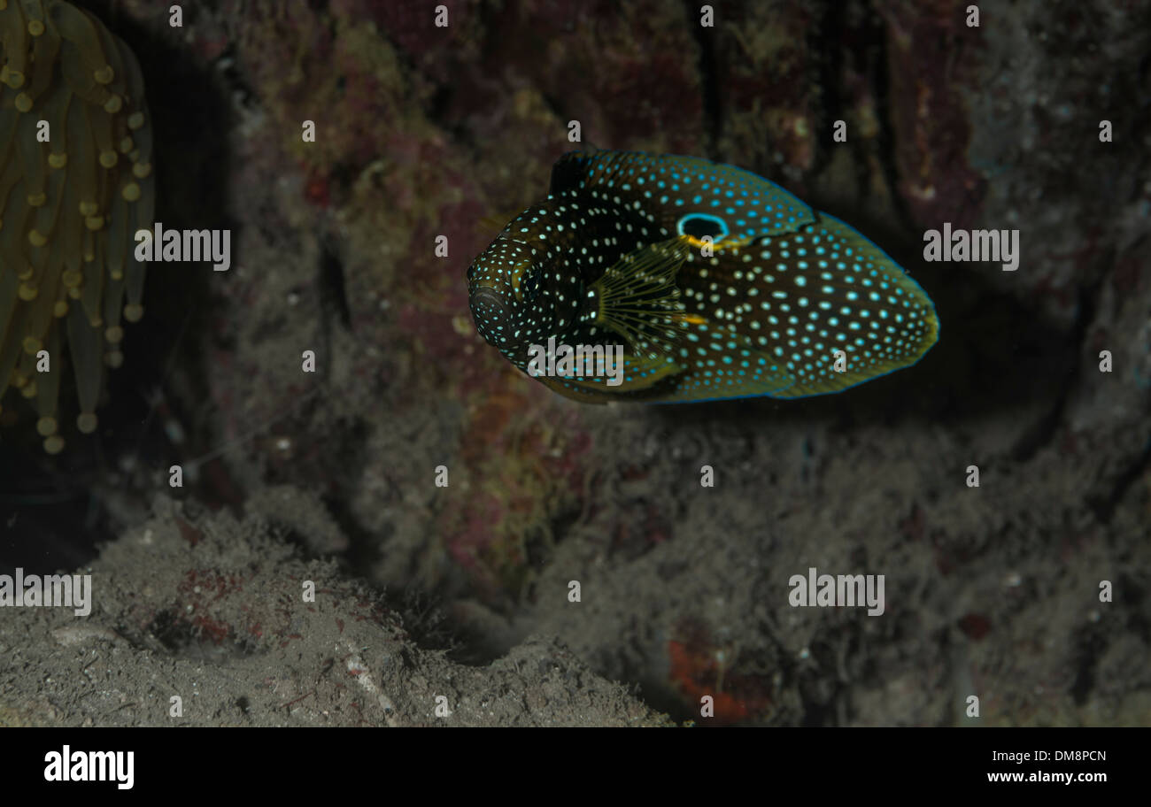 Fish with spots hi-res stock photography and images - Alamy