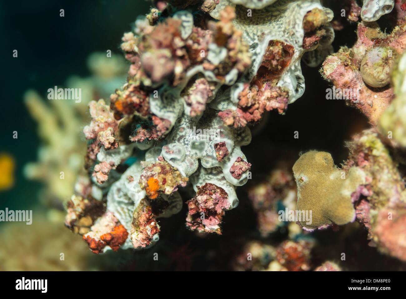 Micro organisms hi-res stock photography and images - Alamy