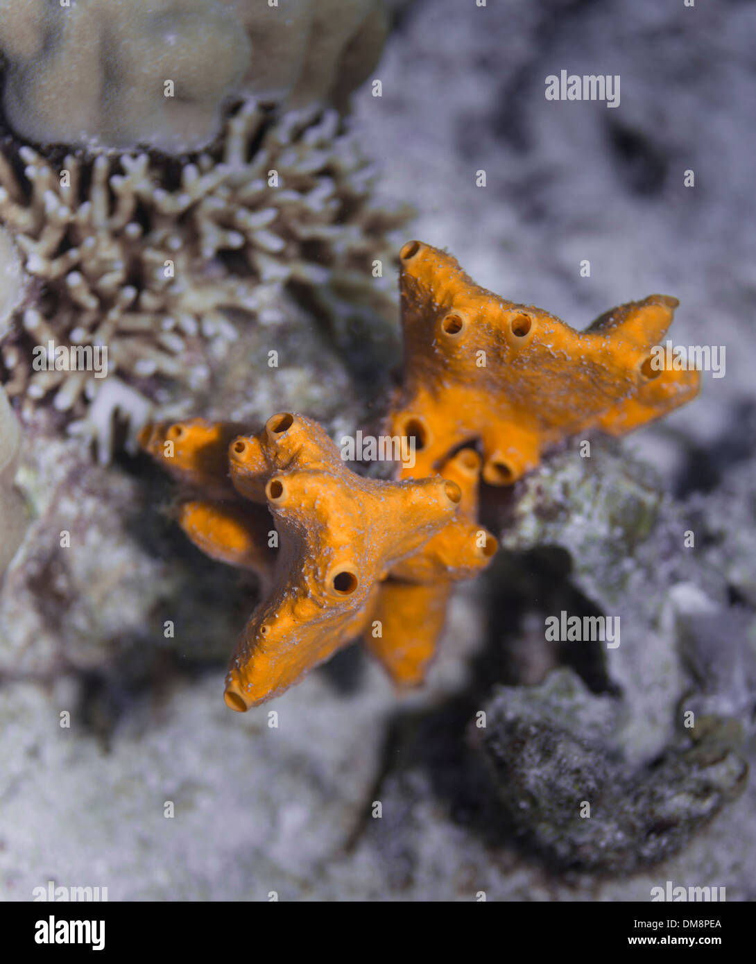 Colorless background hi-res stock photography and images - Alamy