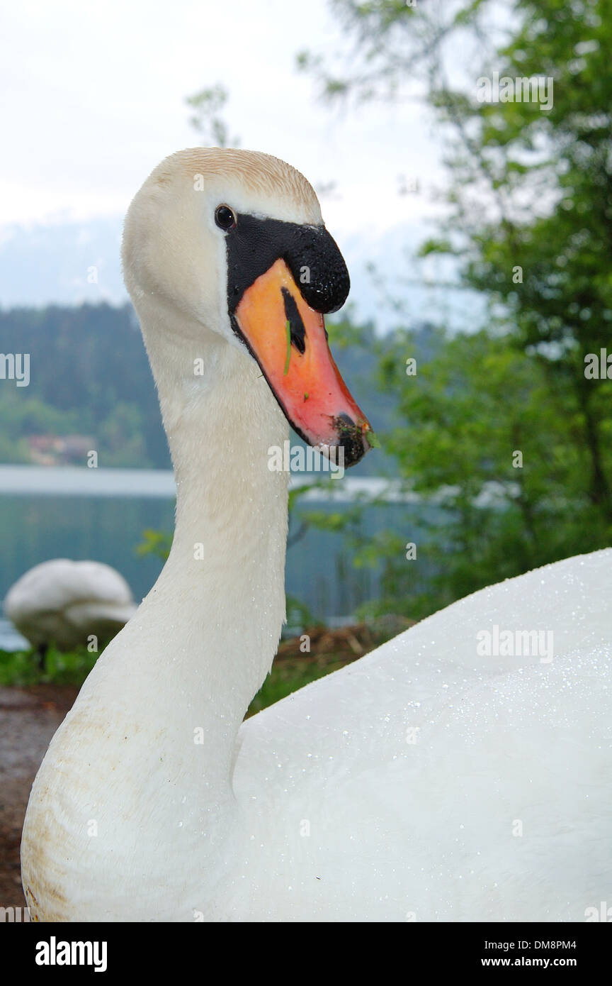 Swan portrait hi-res stock photography and images - Alamy