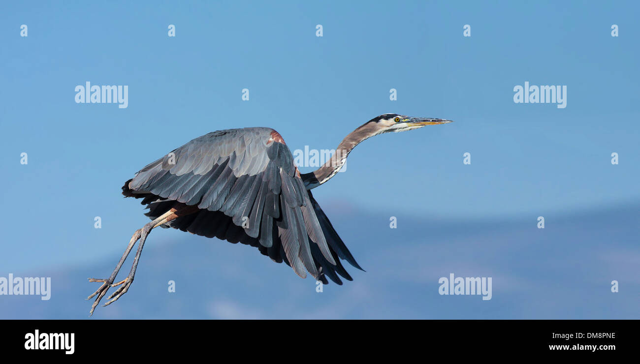 Great blue heron taking off Stock Photo - Alamy