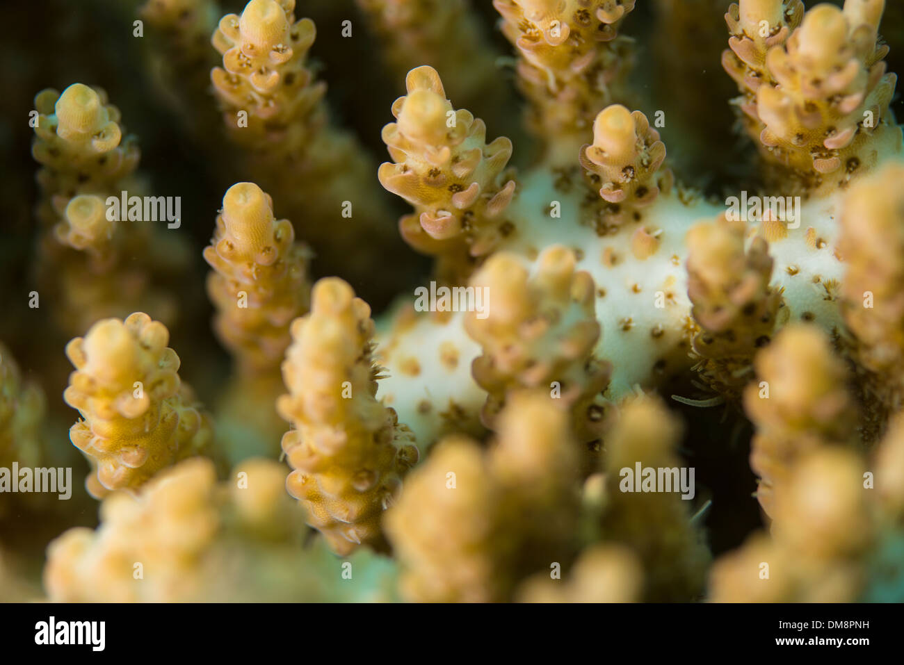 Coral close up texture hi-res stock photography and images - Alamy