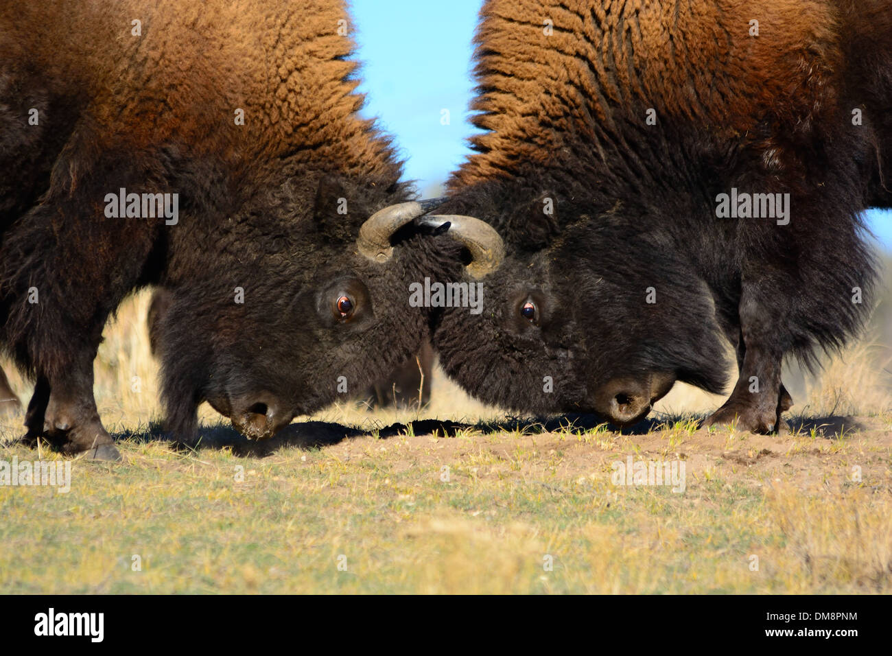 Two alpha male Bison Head-butting for dominance of the heard, horns ...