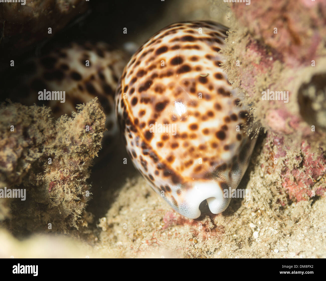 Tiger slug hi-res stock photography and images - Alamy
